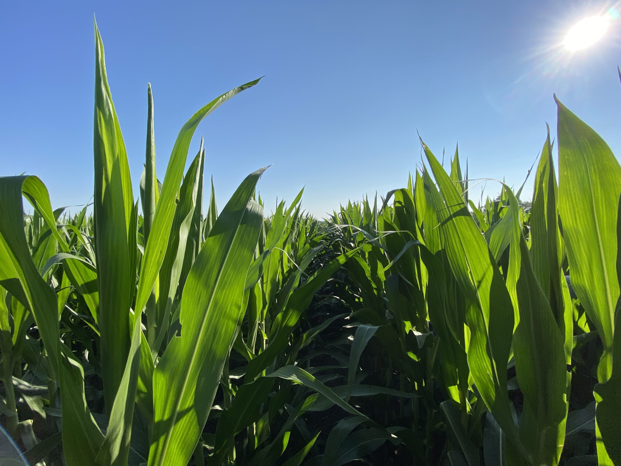 Irrigated Cropland | Agri Affiliates: Complete Ag Land Sales ...